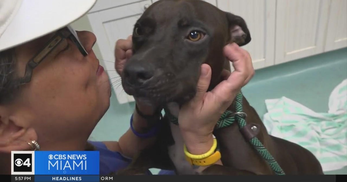 Animals rescued from shelters where Hurricane Helene in path - CBS Miami