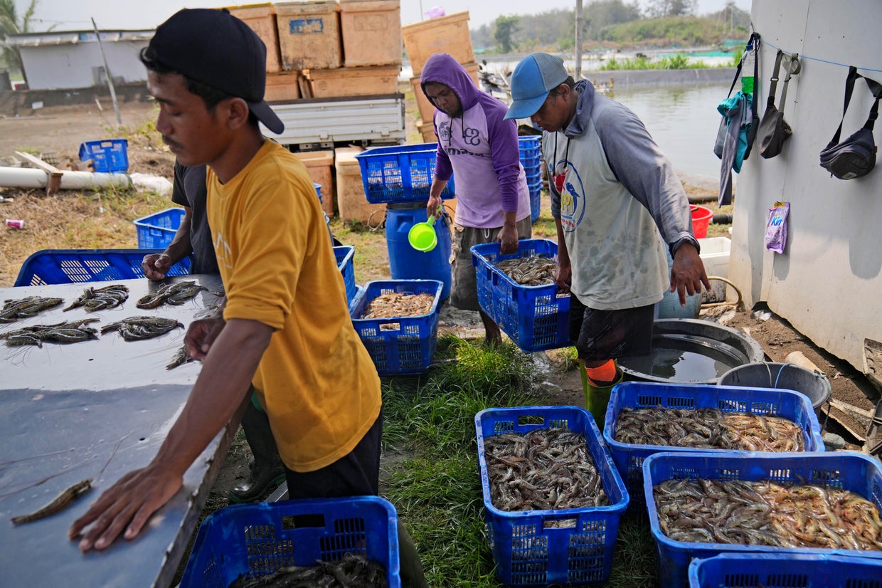 Shrimp farmers in Asia exploited by U.S. supermarkets for big profits ...