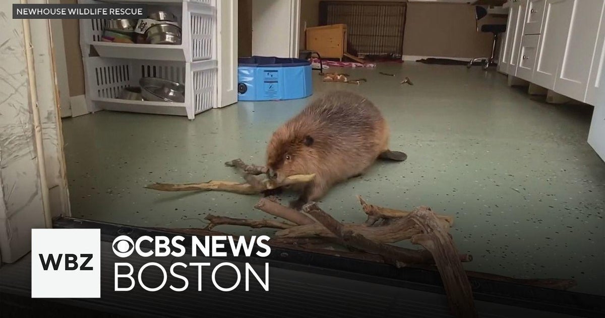 Rescue group upset beloved beaver "Nibi" is ordered released into wild ...