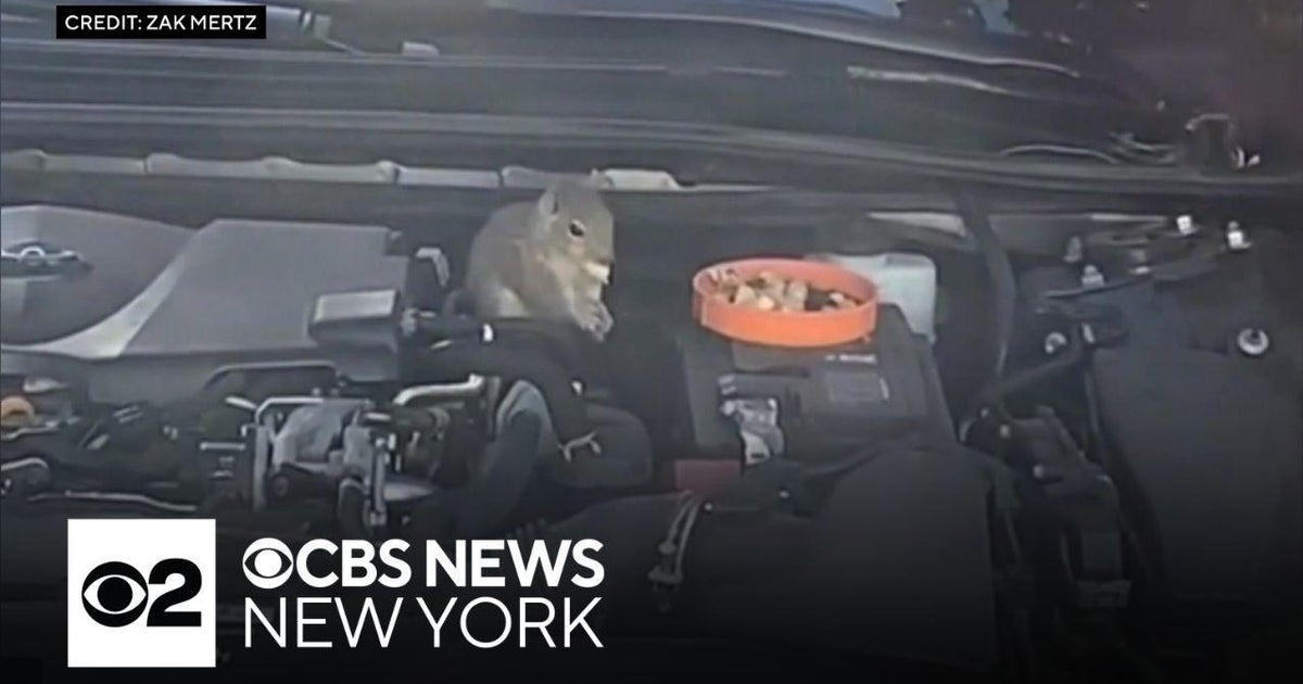 Squirrels causing serious damage to Queens residents' cars - CBS New York
