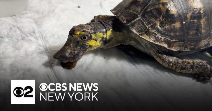 Turtle rescue on Long Island removes extraordinary beak from pet box ...
