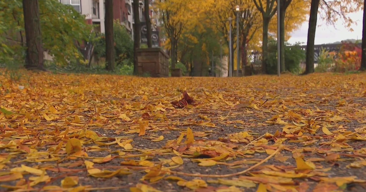 Should you rake your leaves? An arborist weighs in - CBS Pittsburgh