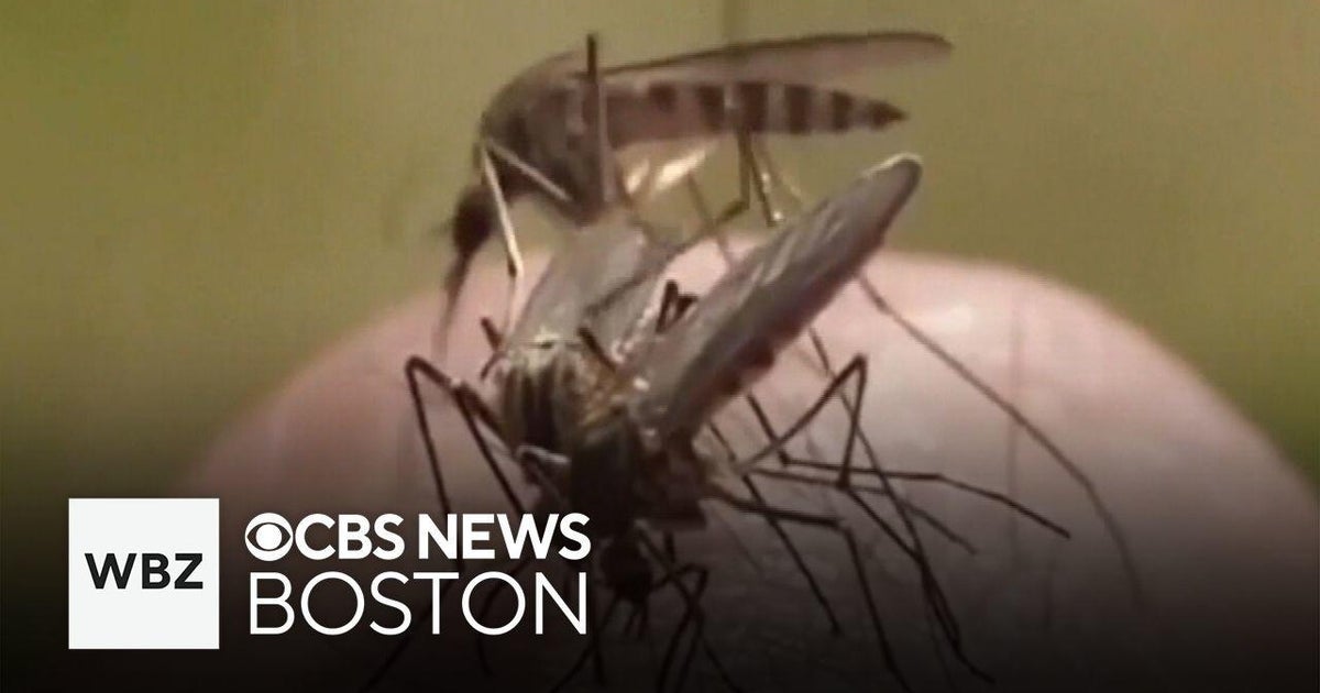 EEE threat level lowered in Massachusetts and more top stories - CBS Boston