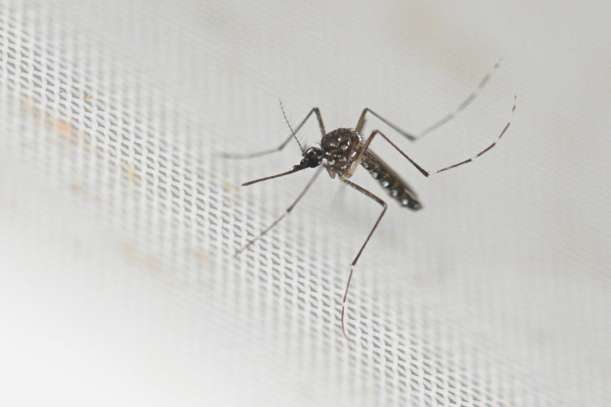 Invasive mosquito known for dengue, yellow fever found in Antioch - CBS ...