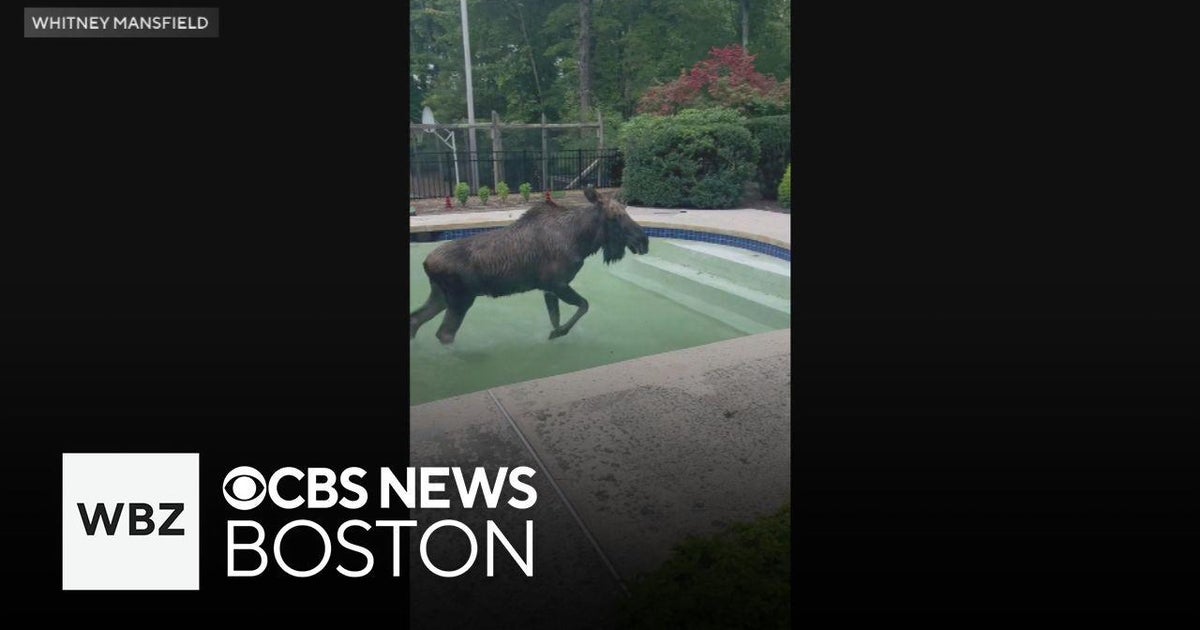 Moose gets stuck in New Hampshire pool - CBS Boston