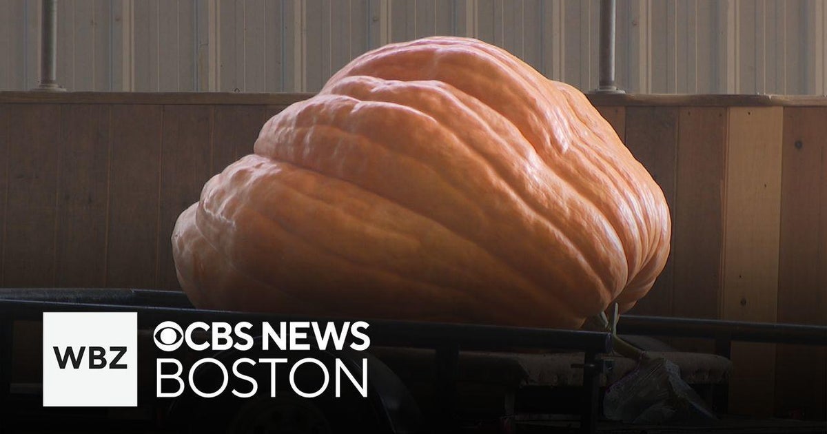 Topsfield pumpkin grower hoping he can squash competition - CBS Boston
