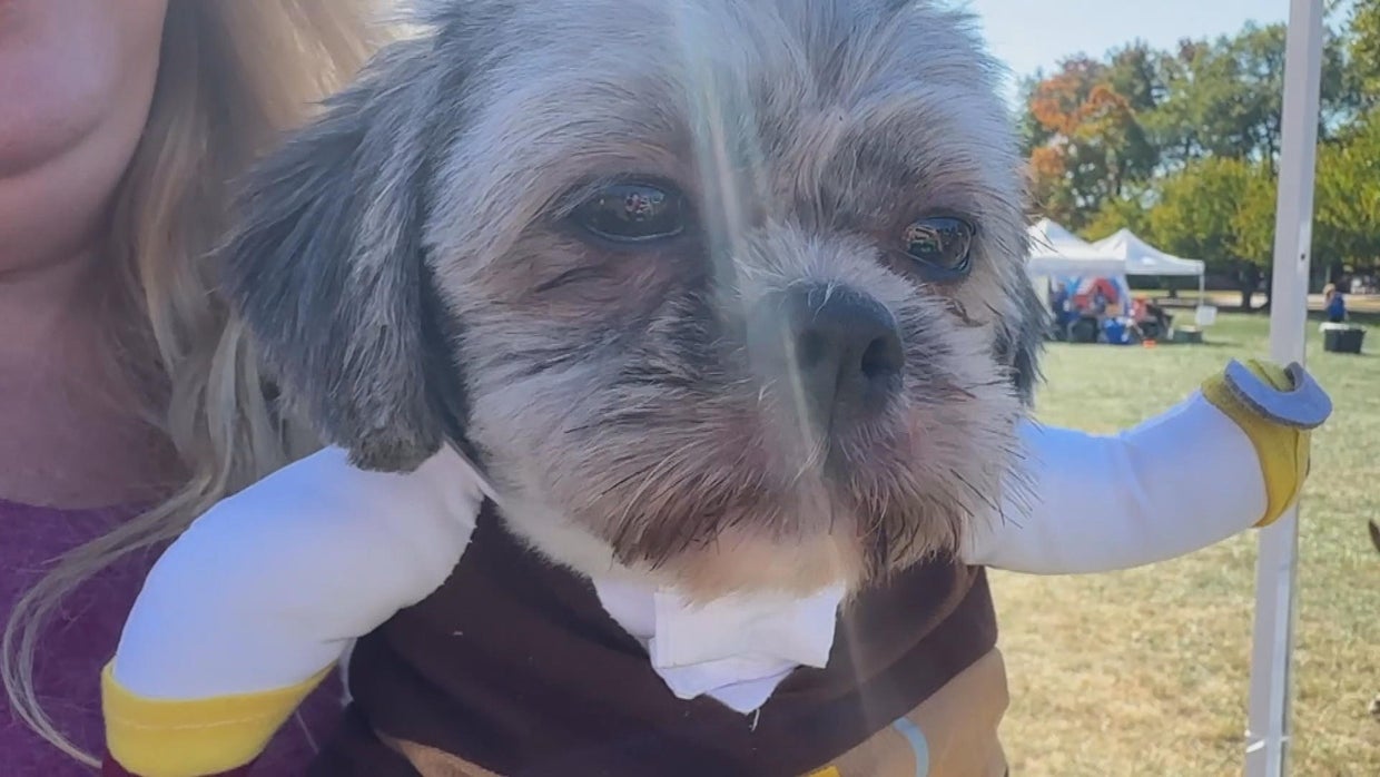18th Annual Mutt Strut raises $130,000 for Philadelphia's largest ...