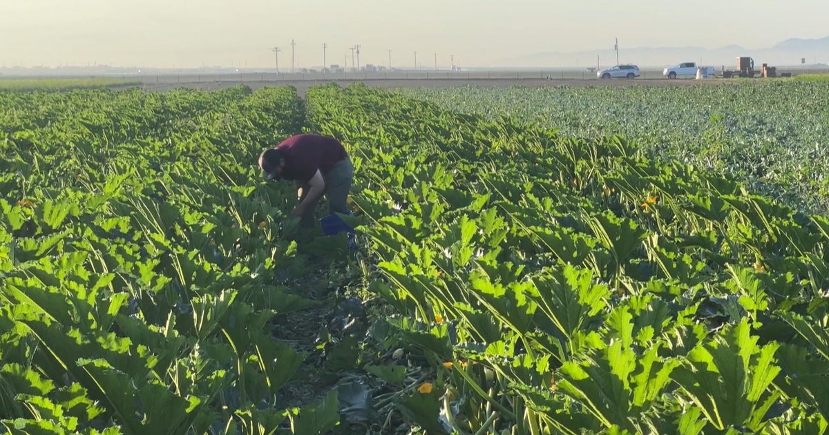 Farm workers running their own farms - CBS News