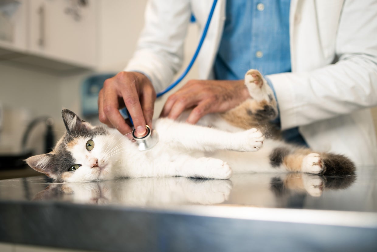 Proposition 129 outcome to impact future of Colorado's veterinarian ...
