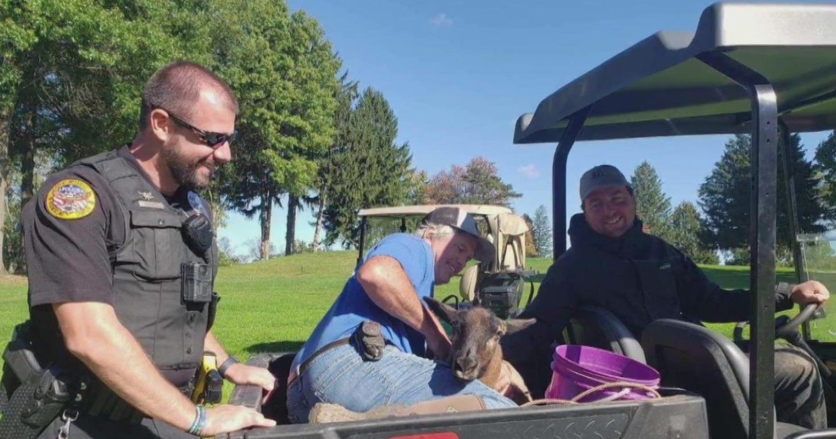 Runaway sheep captured after nearly a month on the run in Pennsylvania ...