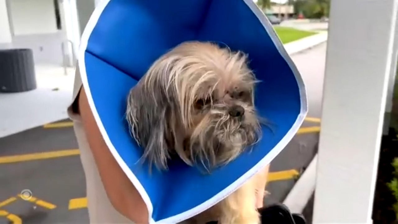 Dogs news - Today’s latest updates - CBS News