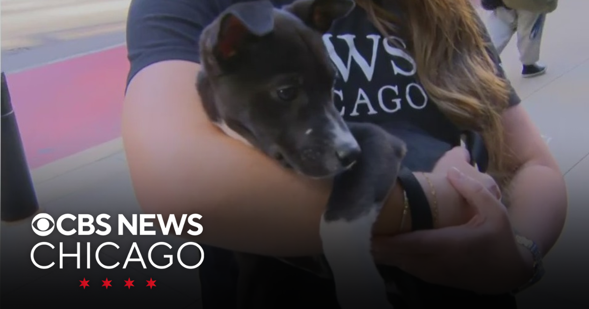 Pet Rescue spotlights Barry from PAWS Chicago - CBS Chicago