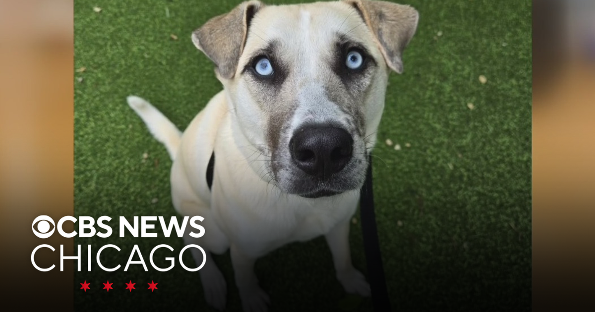 Meet Tracy, PAWS Chicago's Pet of the Week - CBS Chicago