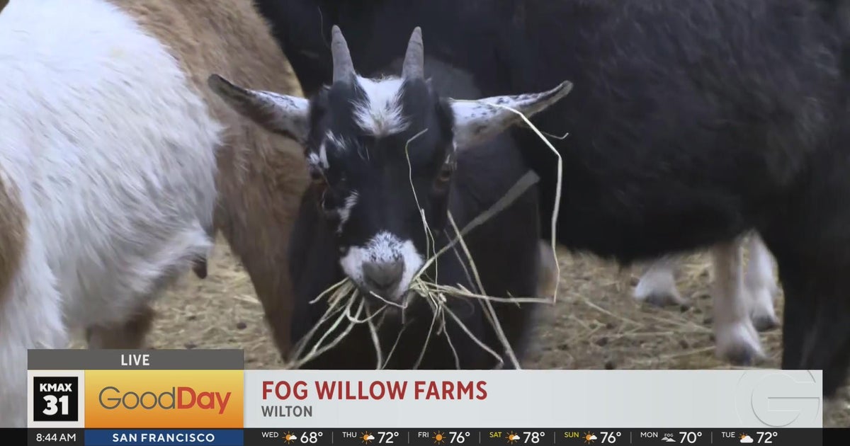 Fall Fun at Fog Willow Farms! - Good Day Sacramento