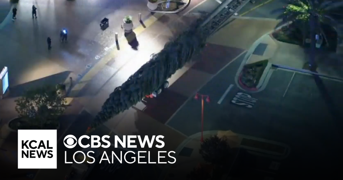 Massive Christmas tree arrives to Citadel Outlets with holiday season ...