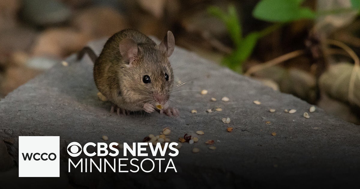 Have you noticed rodents on the rise in Minneapolis? - CBS Minnesota