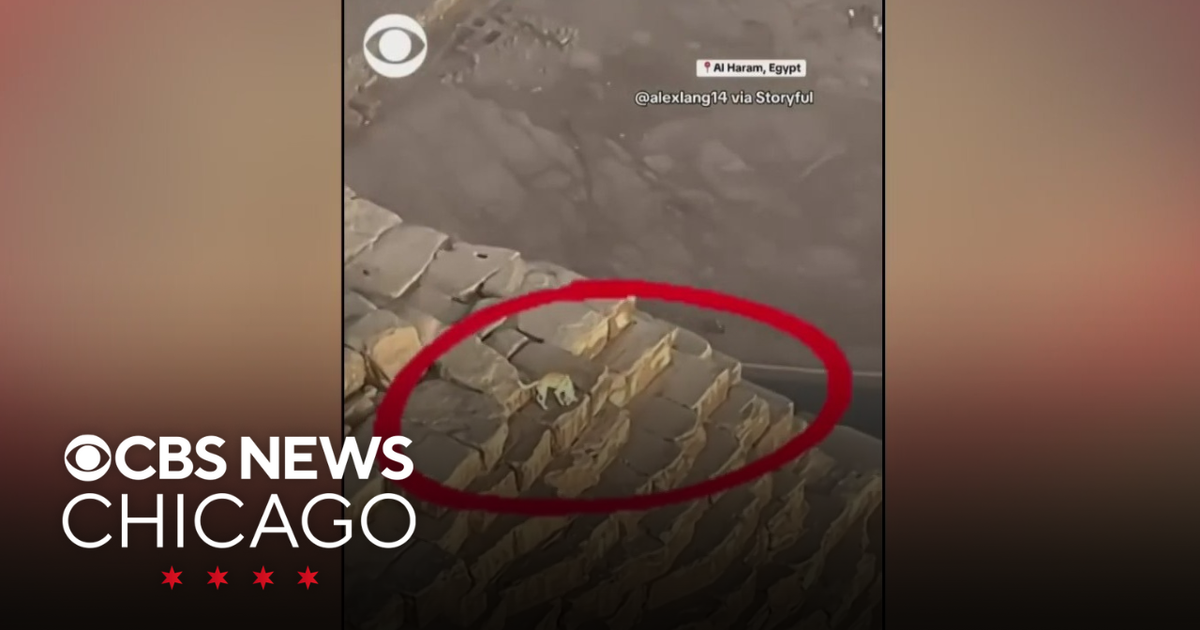 Video shows dog atop Great Pyramid in Giza making its way to ground ...