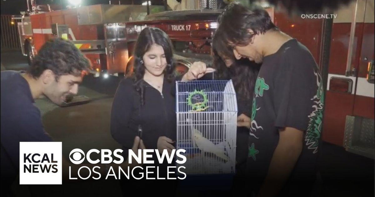 Firefighters rescue teenager who got stuck in a tree while trying to rescue his pet bird - CBS ...