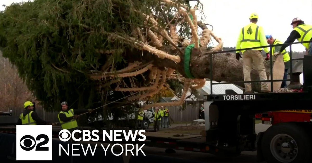 Rockefeller Center Christmas tree cut down in Massachusetts - CBS New York