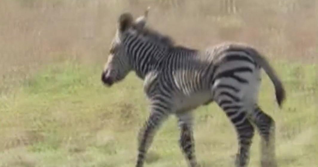Fossil Rim Wildlife Center welcomes rare baby zebra - CBS Texas