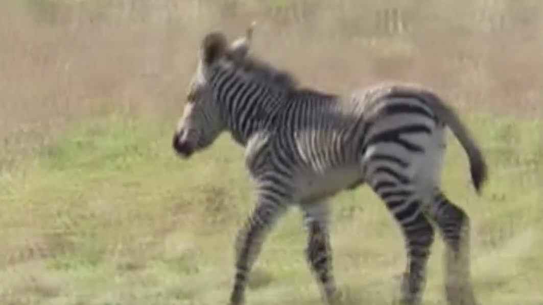 zebra newborn