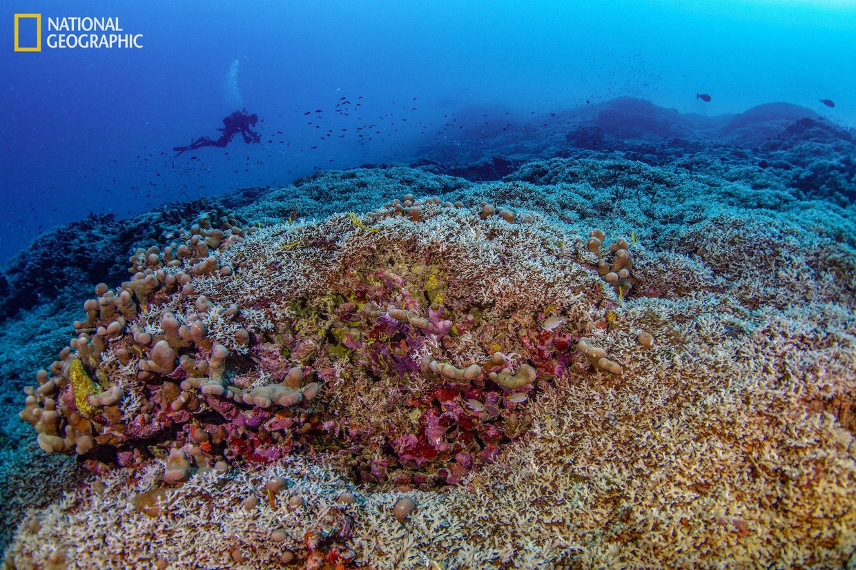 Scientists say they've discovered the world's biggest coral, so huge it ...