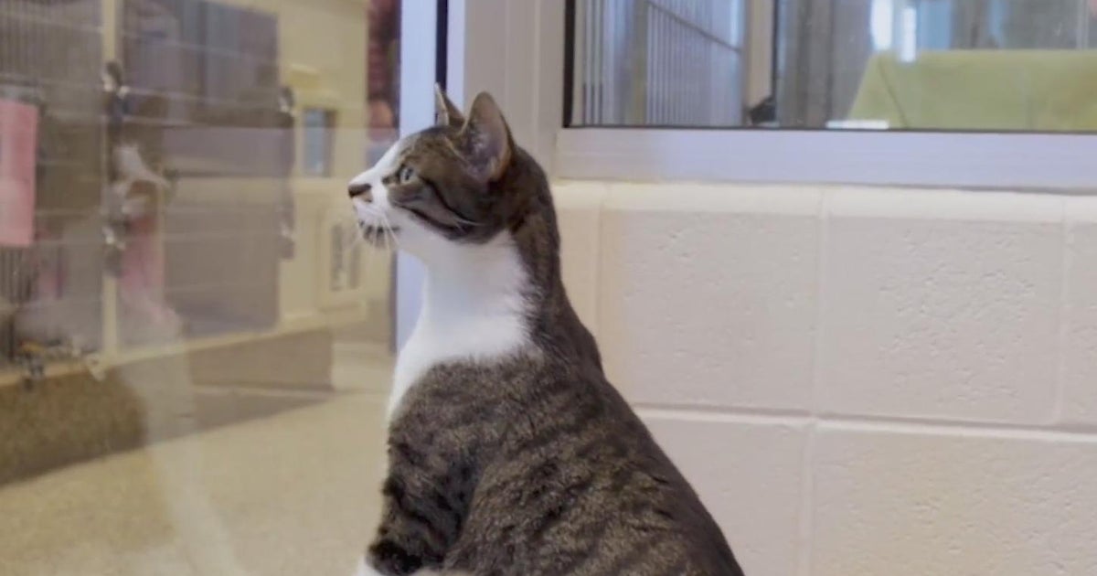Furry Fridays: Meet Bonnie and Stormy - CBS Detroit
