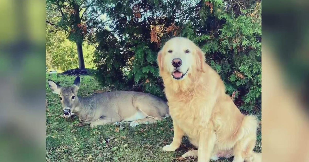 Killing of beloved deer in Pennsylvania community under investigation ...