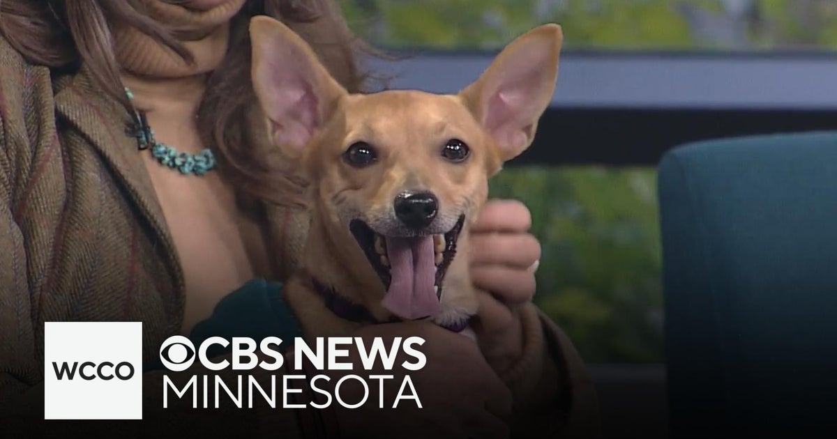 Forever Home Friday: Meet Boo! - CBS Minnesota