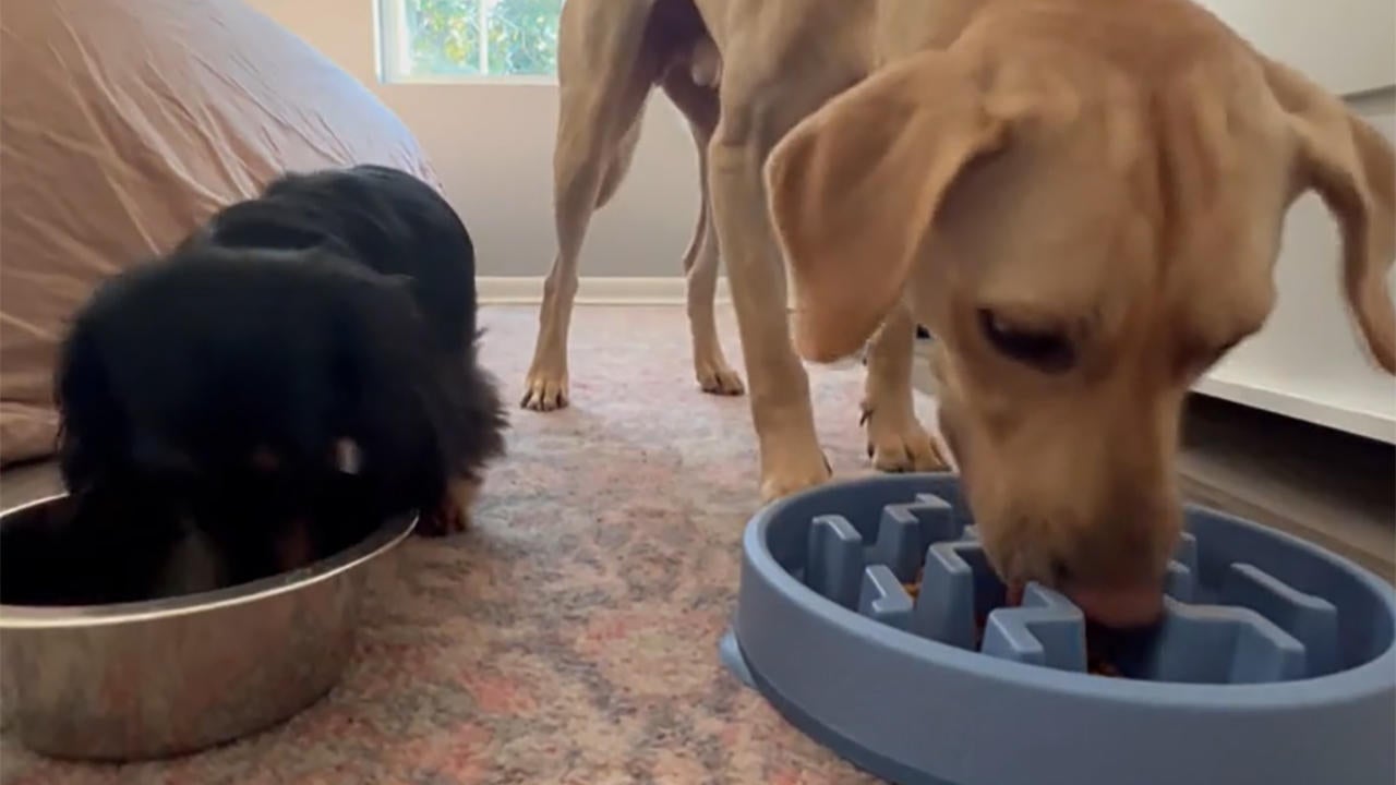 Dogs news - Today’s latest updates - CBS News
