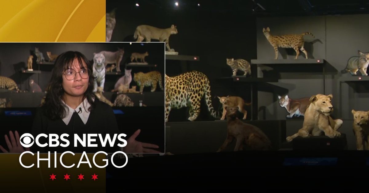 “Cats: Predators to Pets” exhibit now open at Field Museum - CBS Chicago