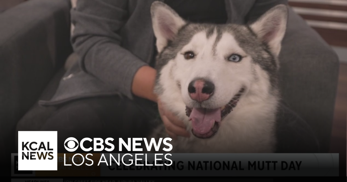 KCAL News celebrates National Mutt Day - CBS Los Angeles