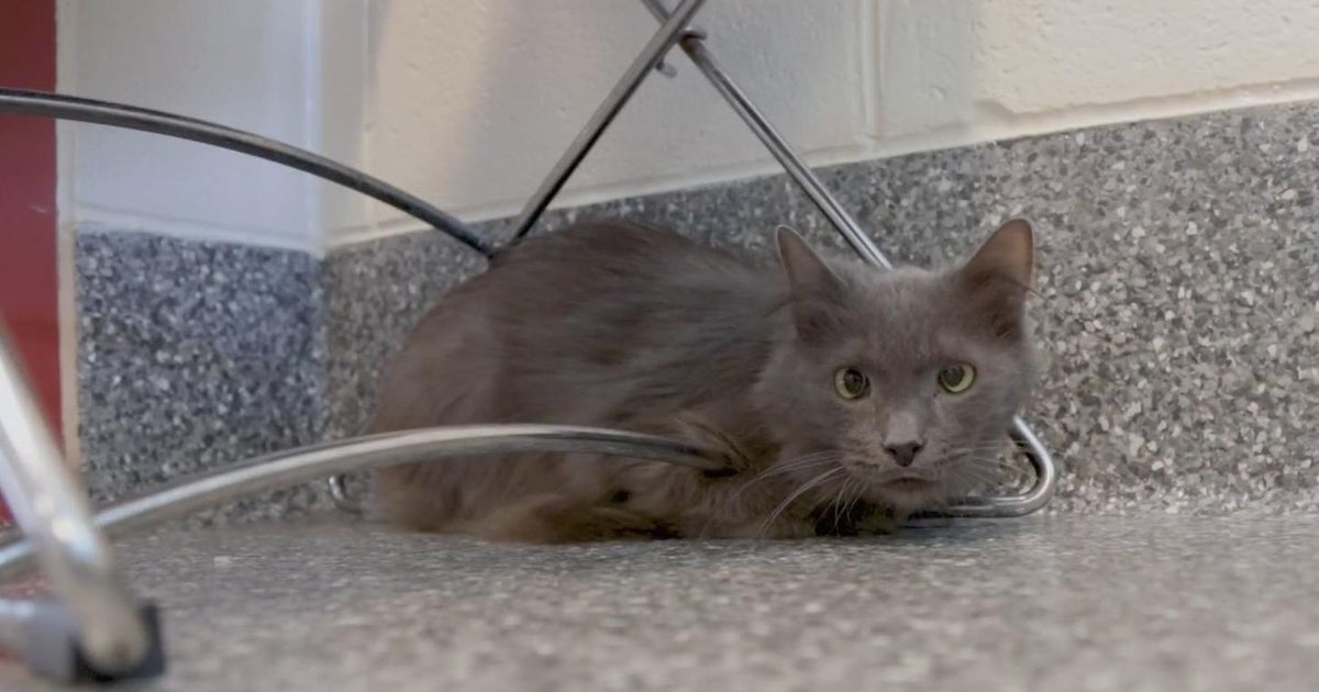 Furry Fridays: Meet Bogart and Tater - CBS Detroit