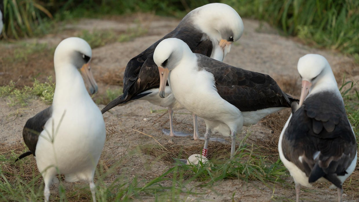 Wisdom the albatross, world's oldest-known wild bird at about 74, lays ...