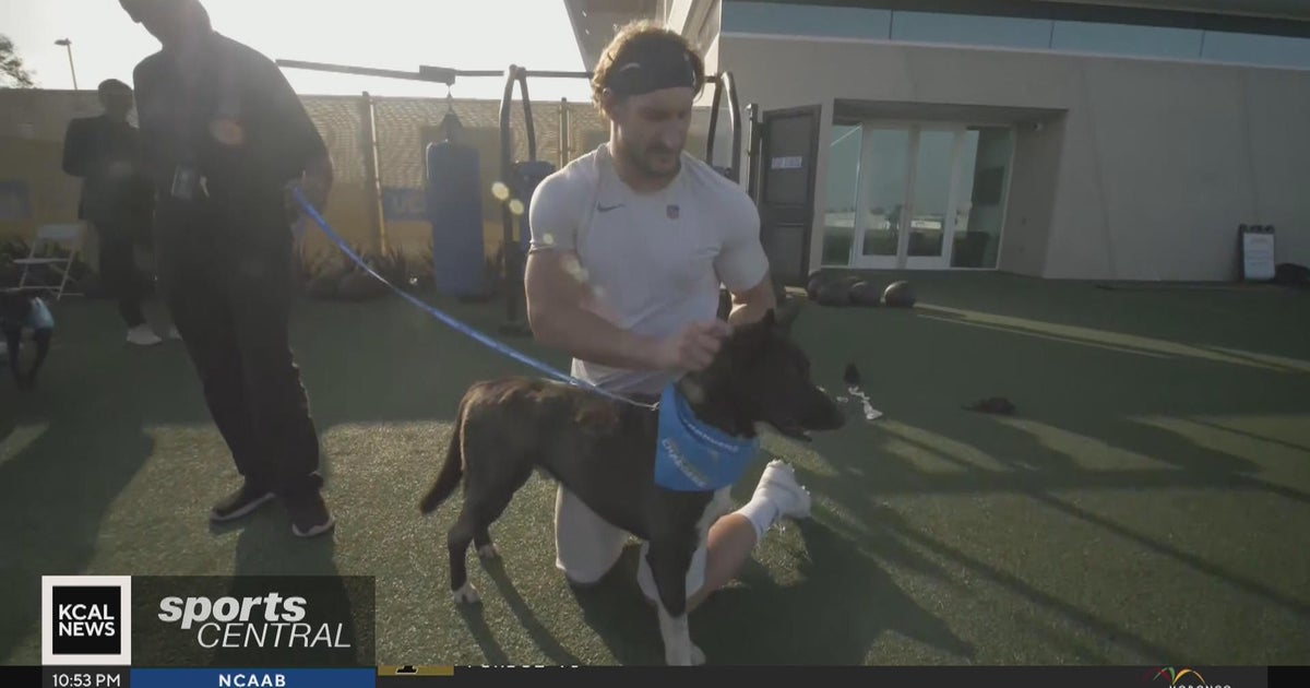 Chargers help animals in need - CBS Los Angeles