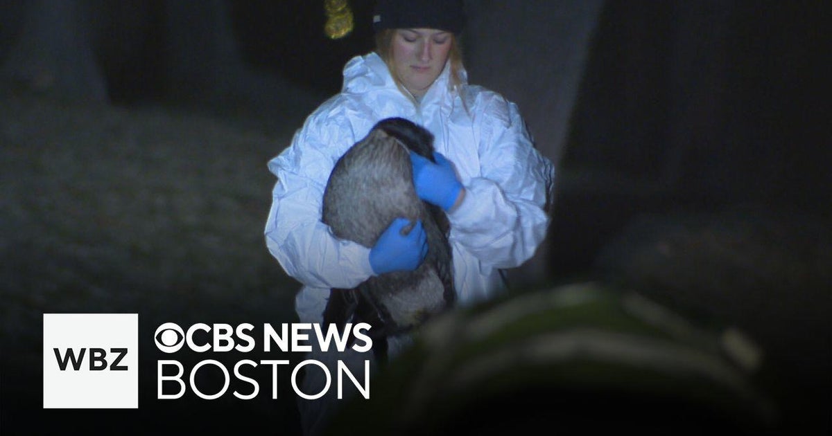Wildlife rescue groups help birds covered with oil after spill in ...