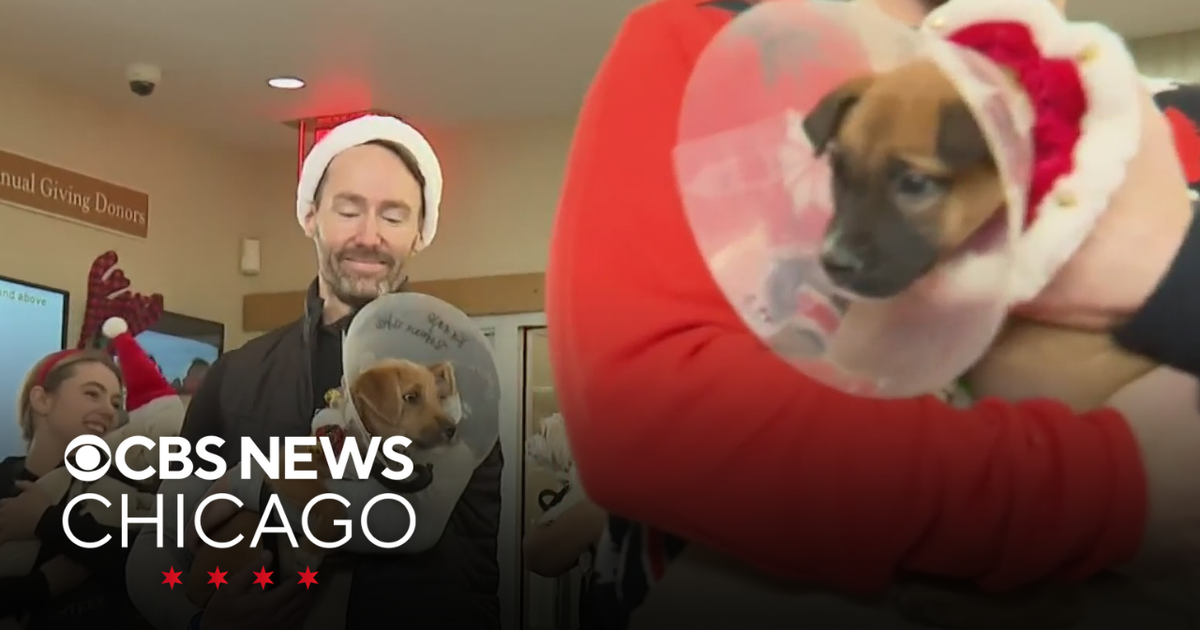 PAWS Chicago's Adopt-A-Thon underway in time for the holidays - CBS Chicago