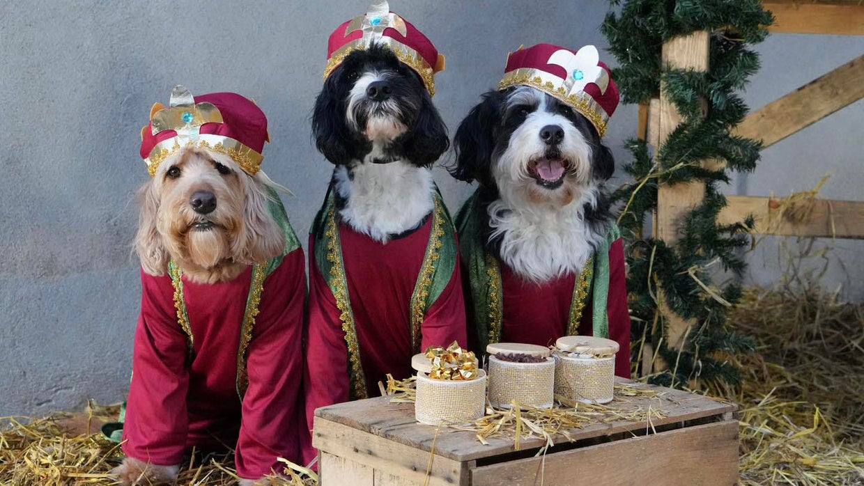 Here's how a viral dog nativity scene came together in Massachusetts ...