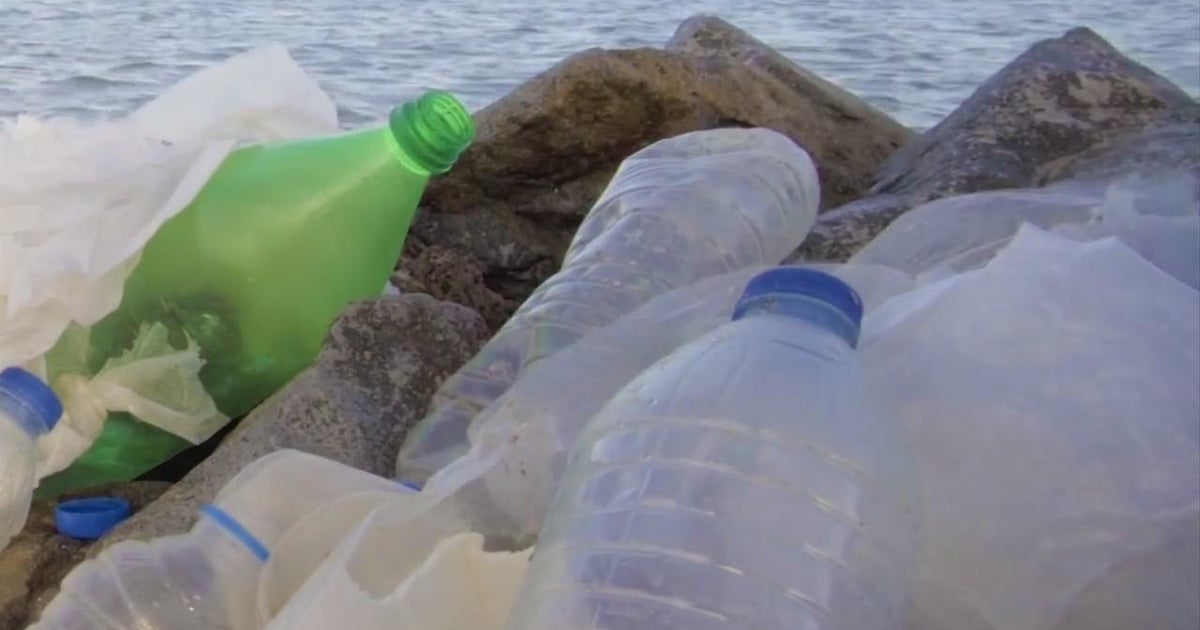 Where do Starbucks' plastic cups end up? - CBS Miami