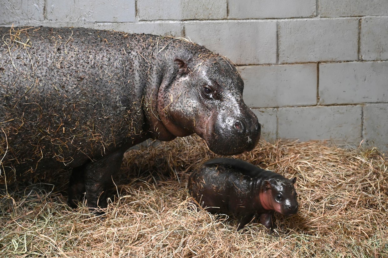 A hippopotamus for Christmas: Baby pygmy hippo born at Virginia zoo ...
