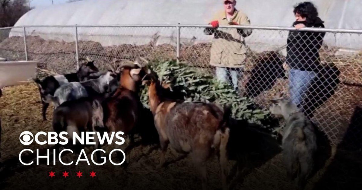 Urban Growers Collective in Chicago will feed your Christmas tree to ...