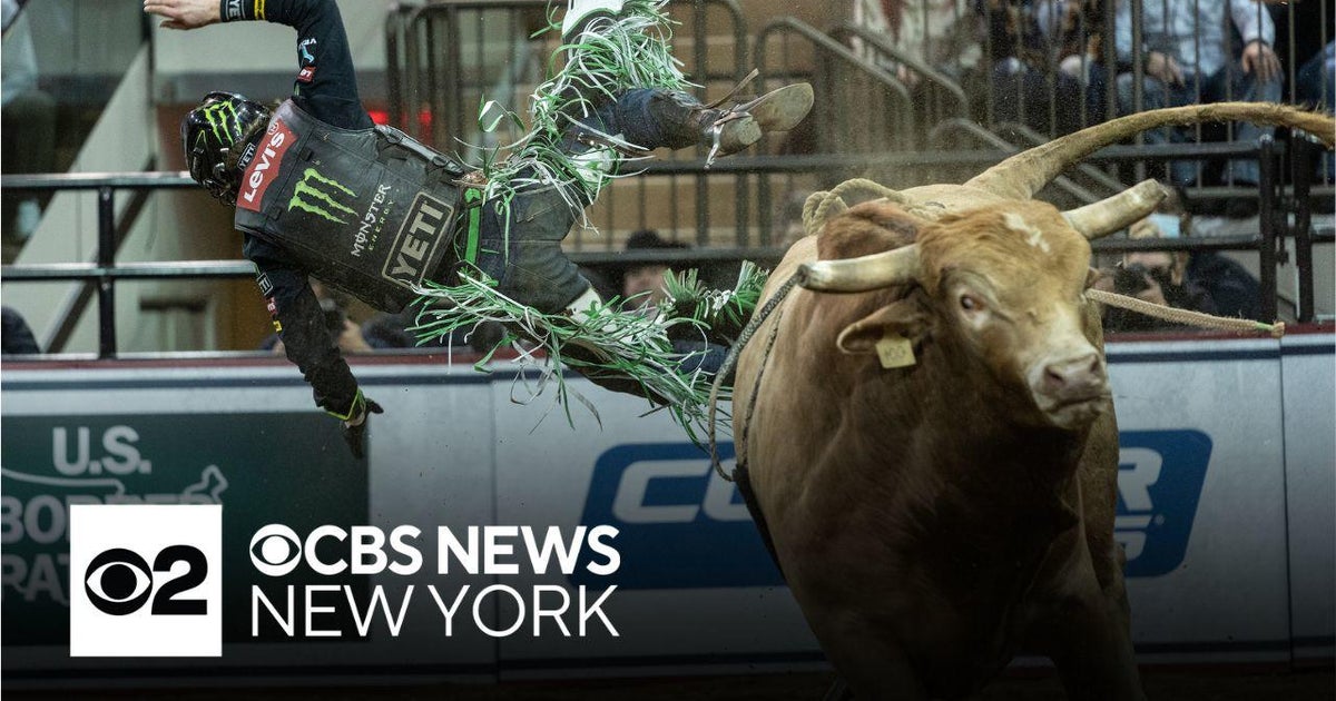 Professional Bull Riders return to Madison Square Garden - CBS New York