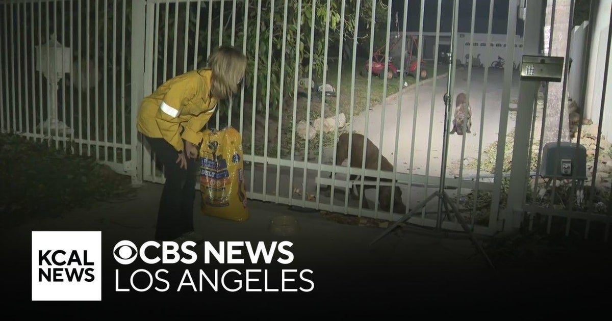 KCAL News reporter helps feed dogs in neighborhood affected by Eaton ...