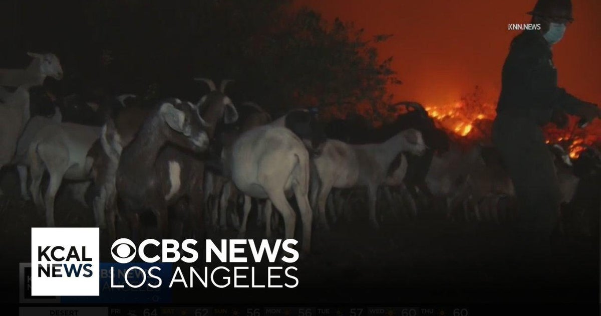 Goats evacuated as Palisades Fire continues to burn - CBS Los Angeles