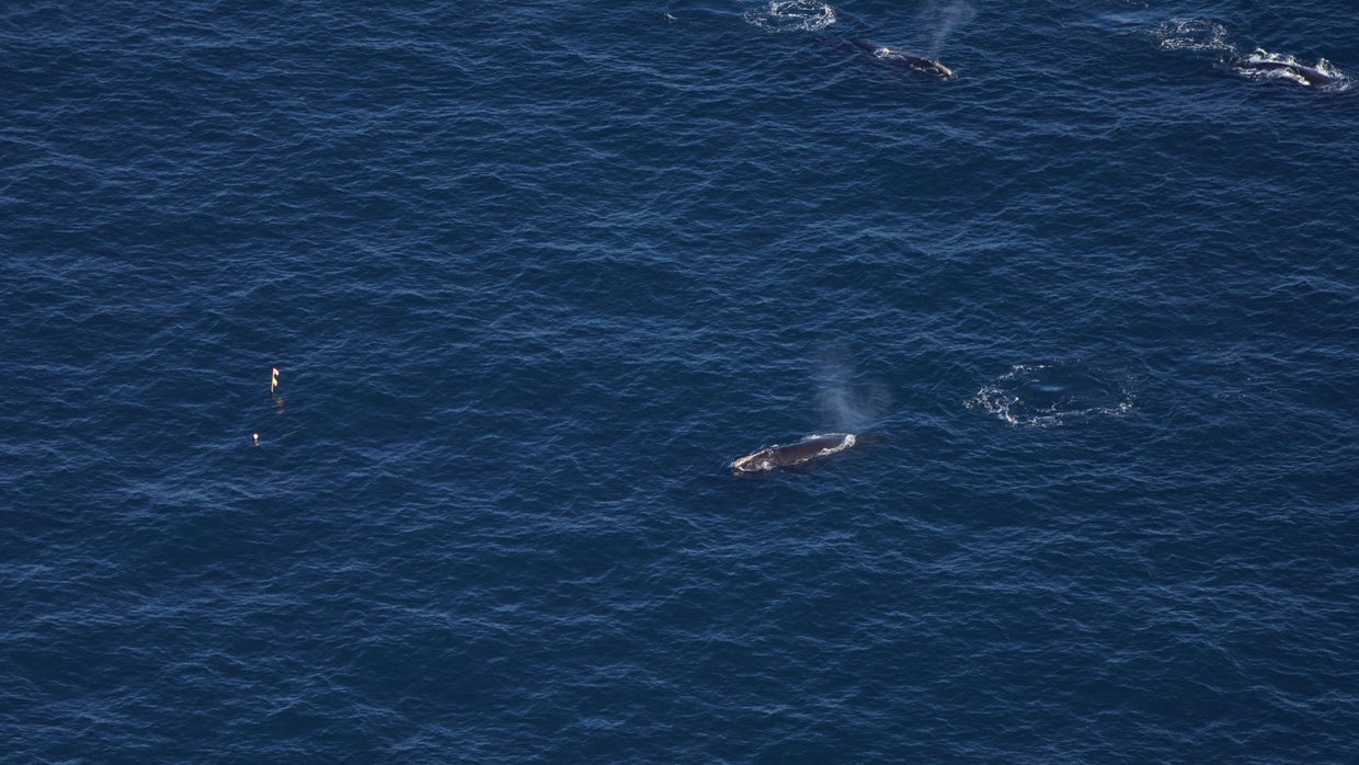 20% of world's right whales gathered off New England coast in unusual ...