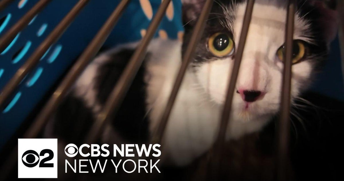 Almost 30 cats rescued from Bronx apartment - CBS New York