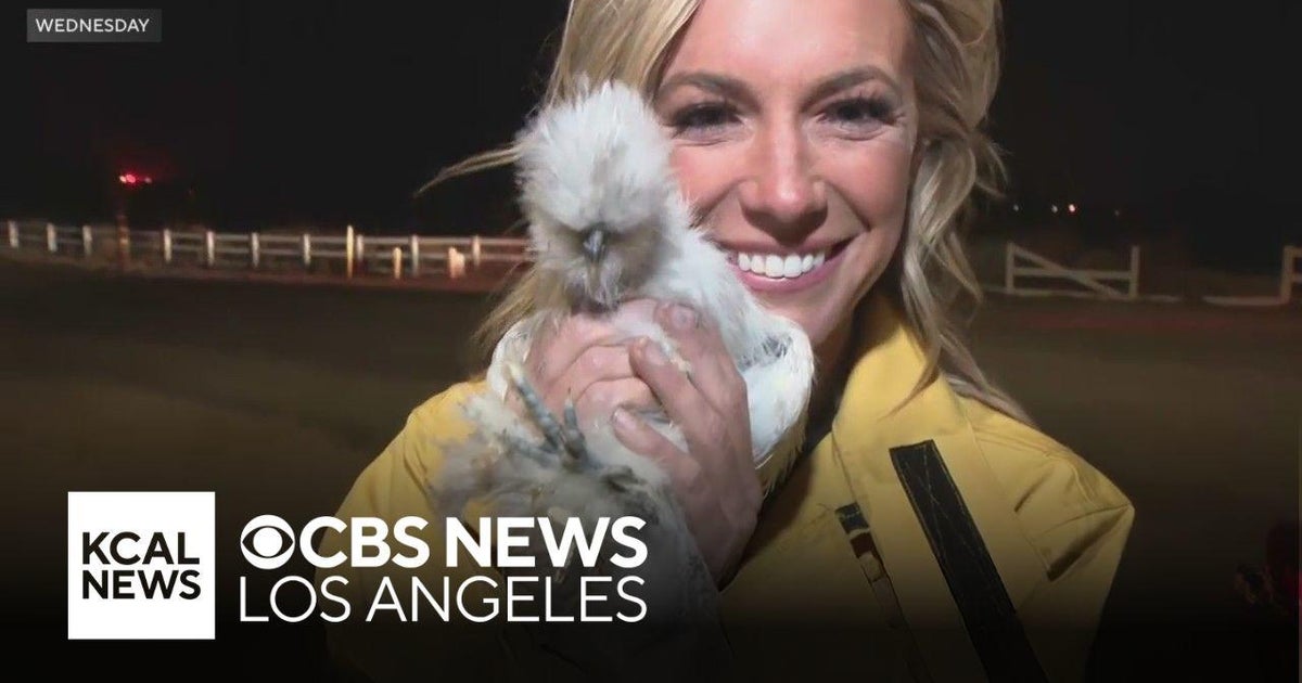 KCAL News Reporter Amanda Starrantino rescues her pet chickens during ...