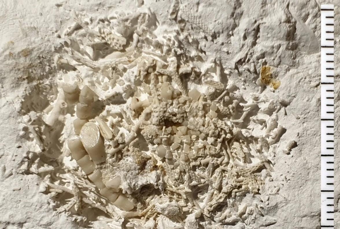 66-million-year-old vomit discovered by amateur fossil hunter in ...