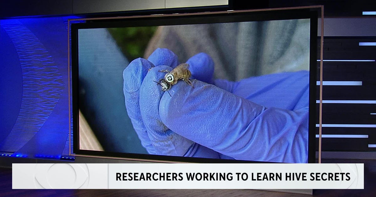 Penn State researchers using mini QR codes to study bee movement - CBS ...
