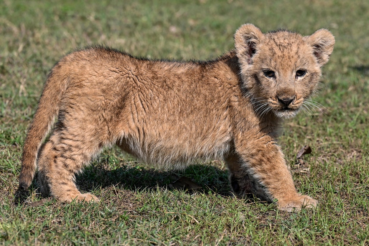Lion cub given to YouTube star for his wedding leads to police ...